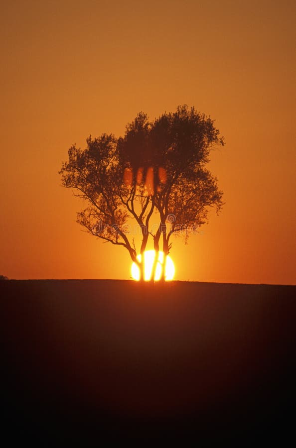 Sun Setting Behind Tree stock image. Image of planet - 26263285