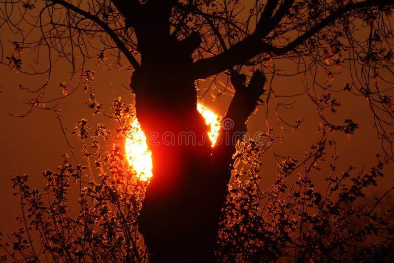 Sun Setting Behind Tree in Northern Manitoba Stock Image - Image of ...