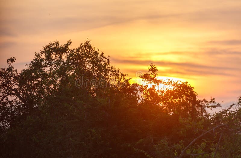 The Sun is Setting Behind a Tree Stock Image - Image of dawn, forest ...