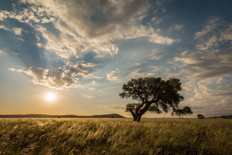 Sun Setting Behind a Tree and Its Sunbeams Illuminating the Sky and ...