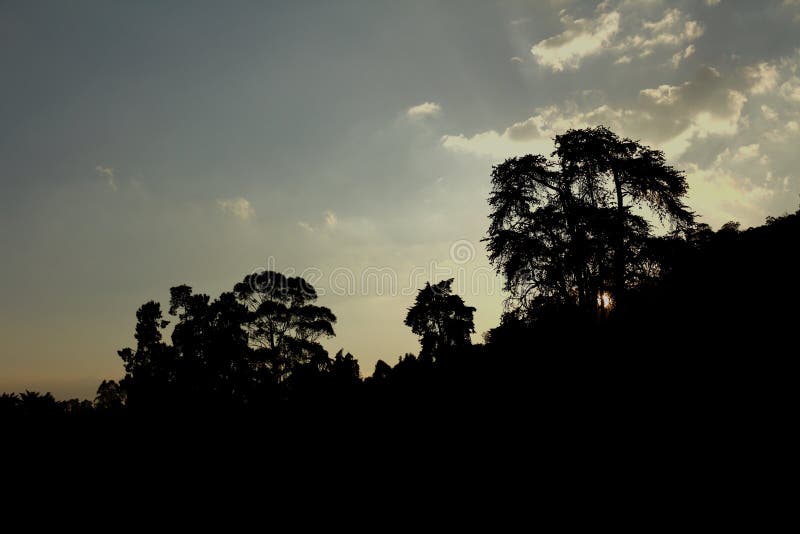 Sun setting behind tree stock photo. Image of natural - 68724656