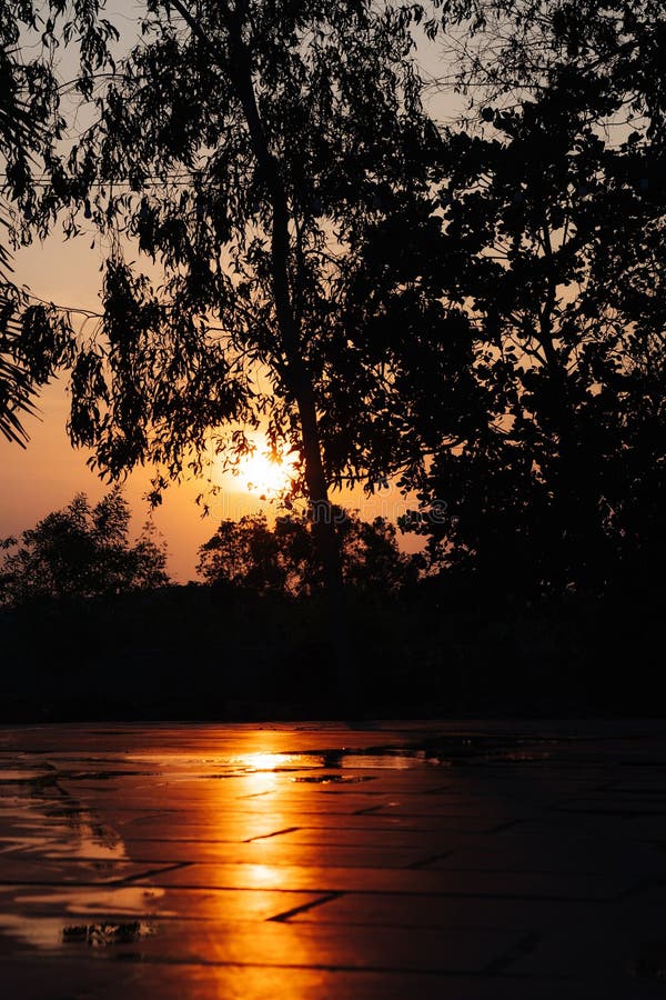 The Sun is Setting Behind the Trees Stock Image - Image of ashtamudi ...