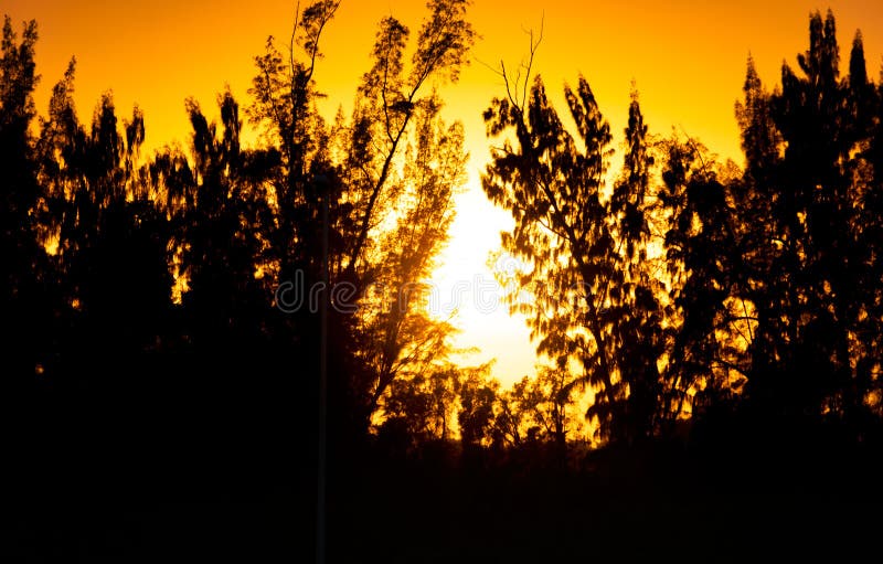 Sun Setting Behind the Trees, Beautiful Orange Colors Stock Photo ...