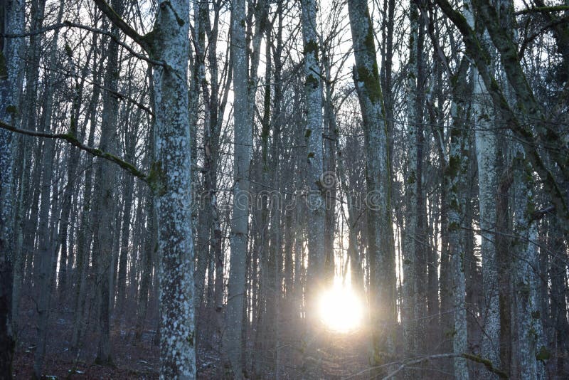 Very Low Sun between White Frozen Trees Stock Photo - Image of trees ...