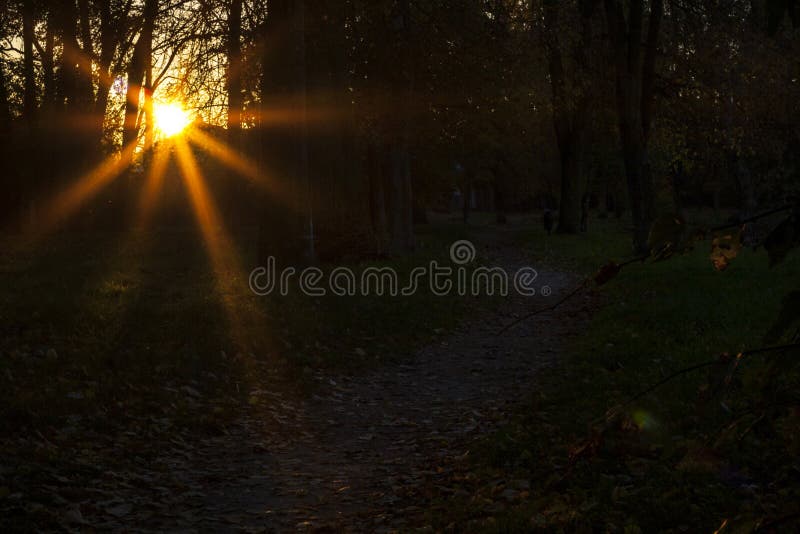 Sun setting light in park stock photo. Image of path - 139557032