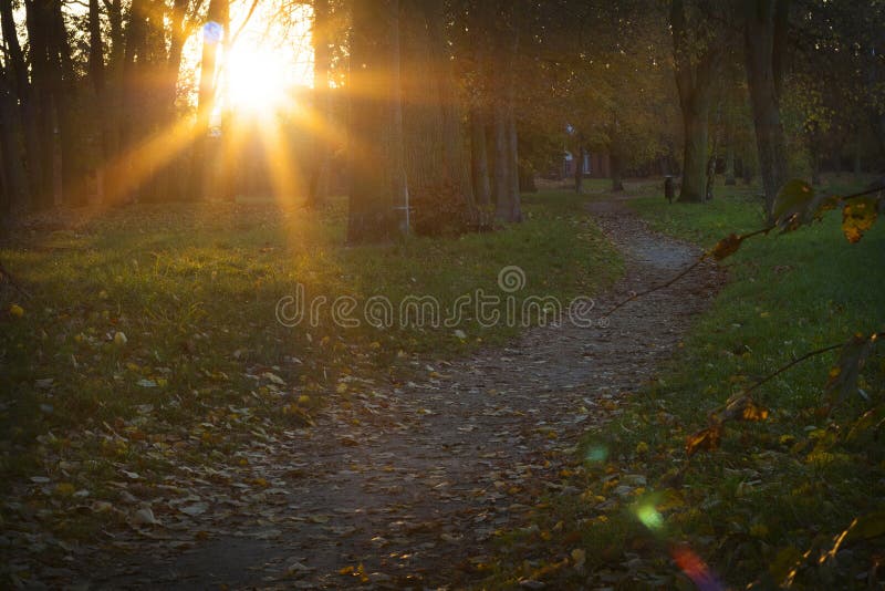 Sun setting light in park stock image. Image of grass - 139557063