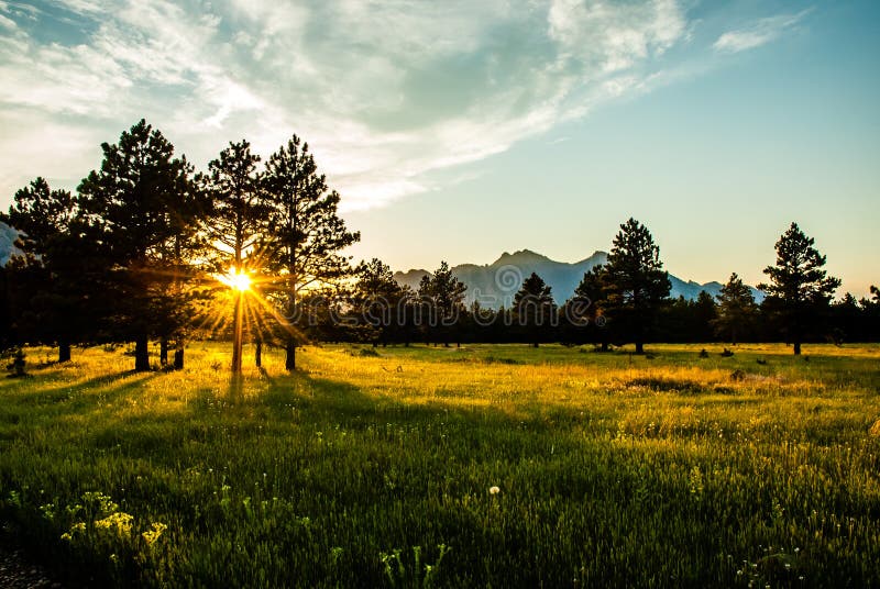 Sun Burst through Meadow Pines Stock Image - Image of tree, nature ...