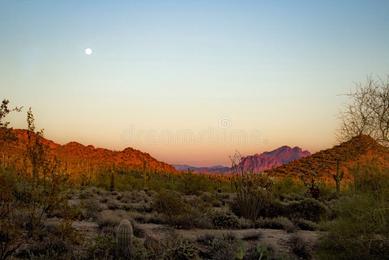 Sonora Desert Golden Hour Stock Photos - Free & Royalty-Free Stock ...
