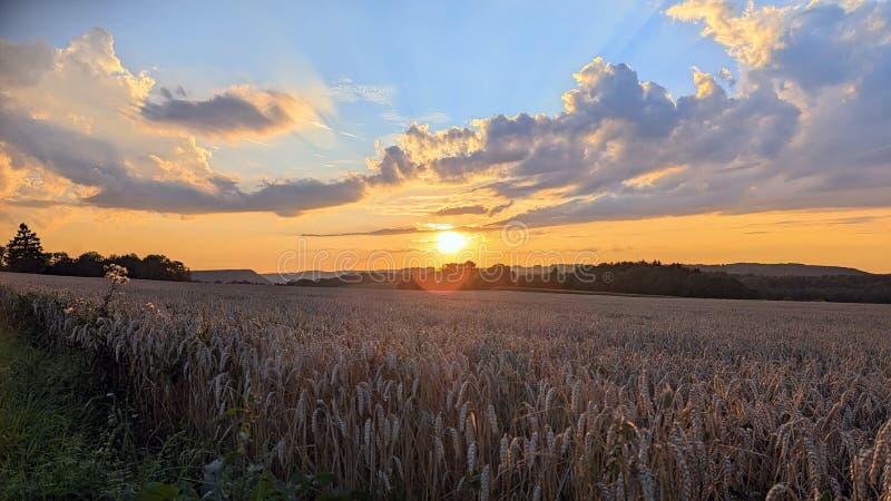 Sun Setting Over Tall Grass Field Stock Image - Image of beautiful ...
