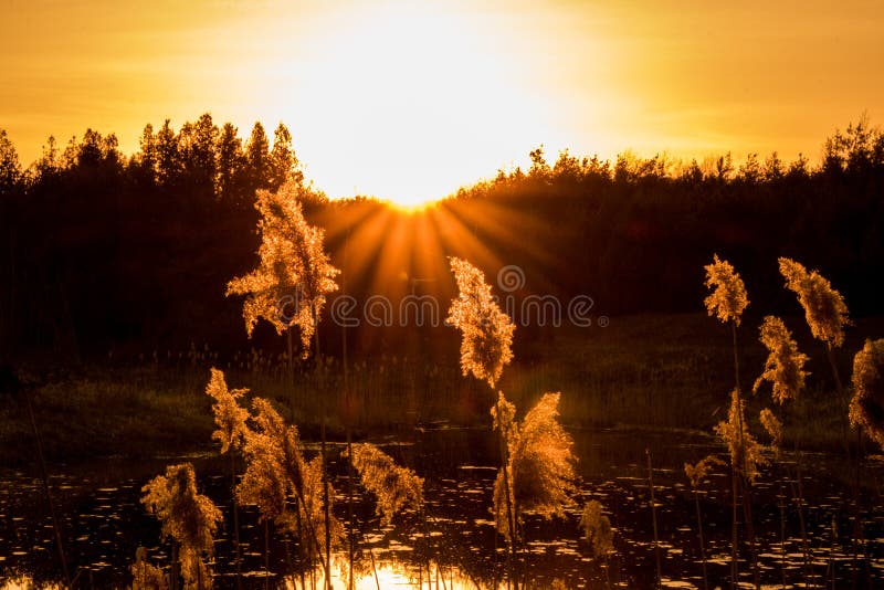 Sunset Over Trees at a Forest Pond Stock Photo - Image of canada, trail ...