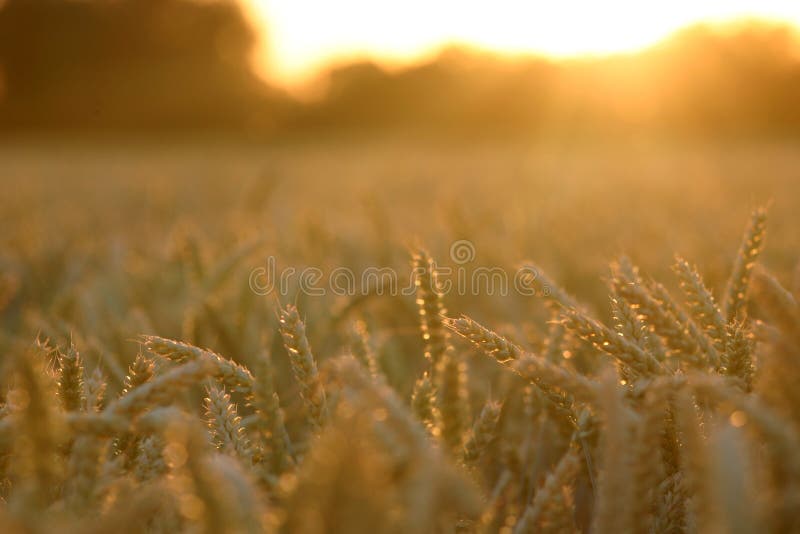 Sun Setting Over Wheat Field Stock Image - Image of spikes, natural ...