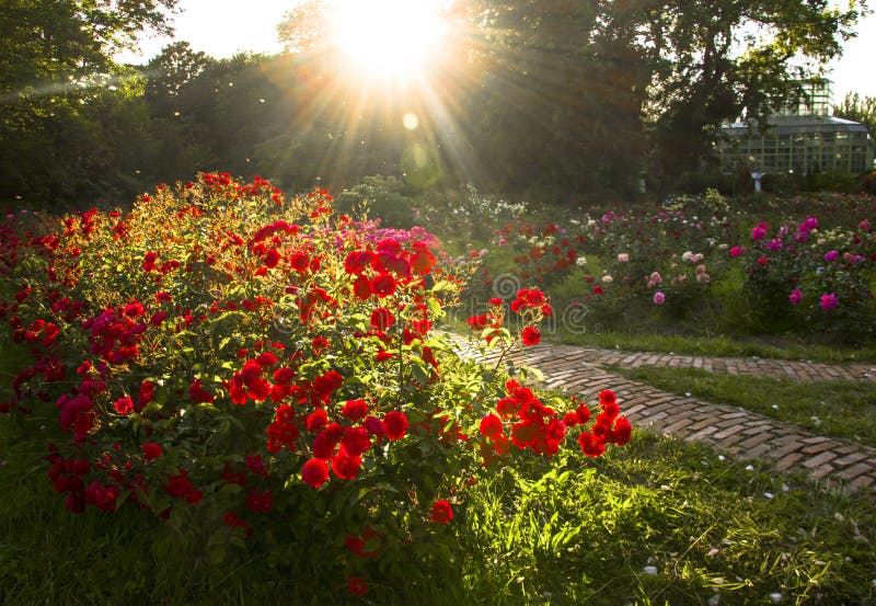 Sun Setting stock image. Image of engulfed, flowers, park - 43347221