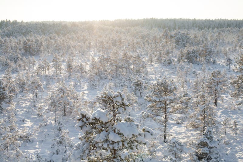 Sun Setting on a Snowy Winter Forest Landscape Stock Photo - Image of ...