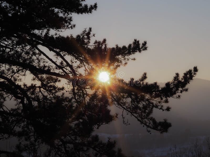 Sun at Setting Time Glaring through the Branches of a Pine Tree Stock ...