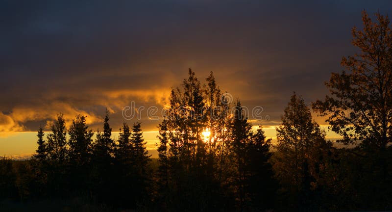 Sun setting through trees stock image. Image of branches - 61611925