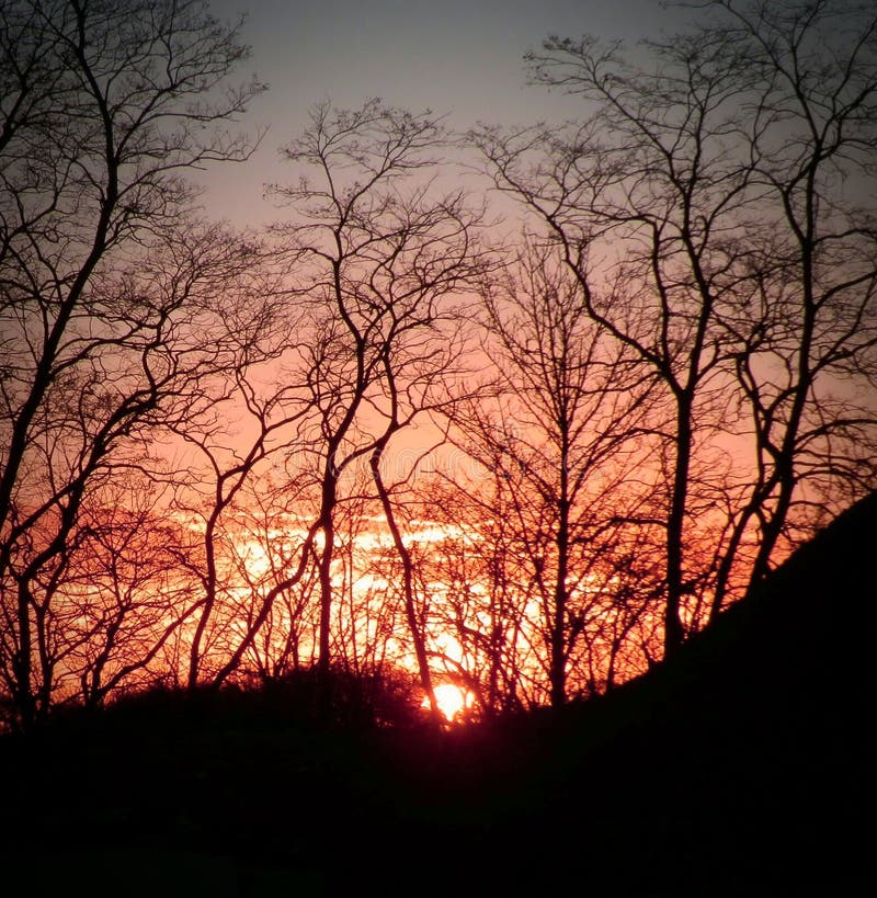 Sun Setting through the Trees Stock Image - Image of orange, trees ...