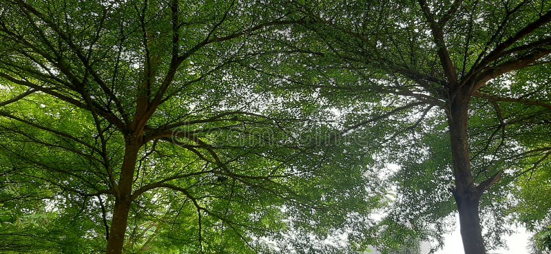 Sun Shade Under the Trees and Shade in the Garden Like Two Tower Stock ...