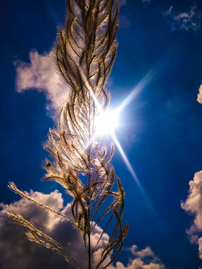 Sun shadow photos stock image. Image of shine, shadow - 159208041