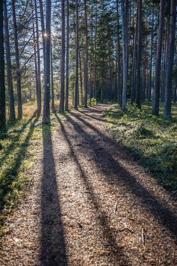 Sun and Shadows Drawing Lines in Spring Pine Forest. Lines of Shadows ...
