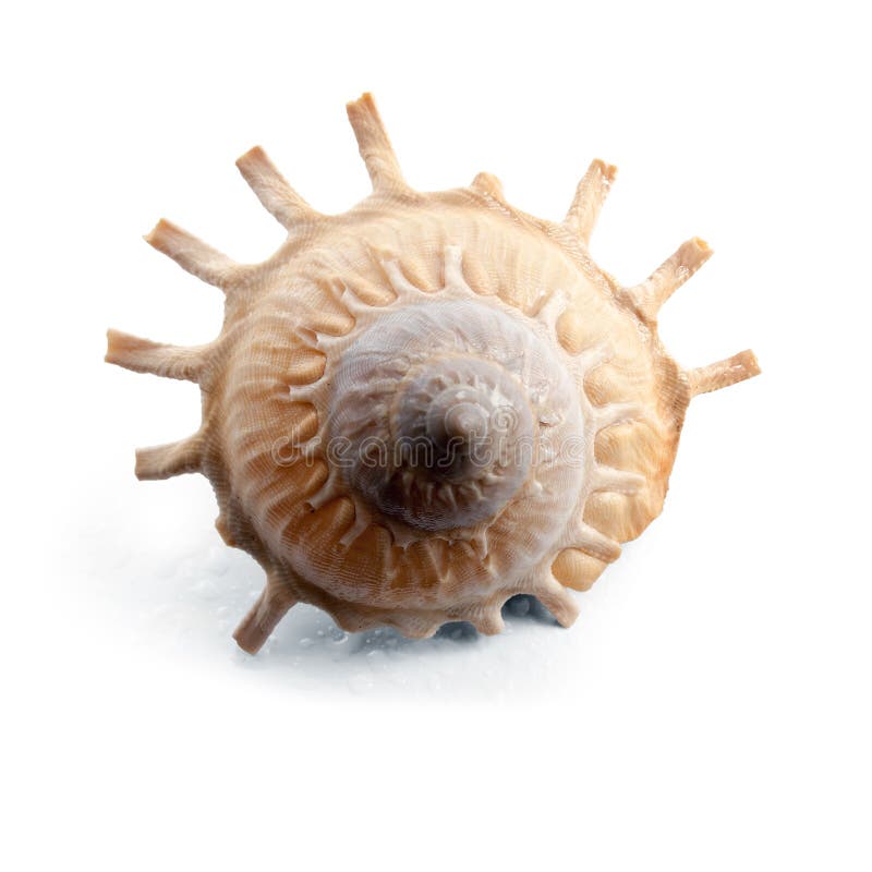 Sun-shaped seashell. stock photo. Image of isolated, spiked - 32885018