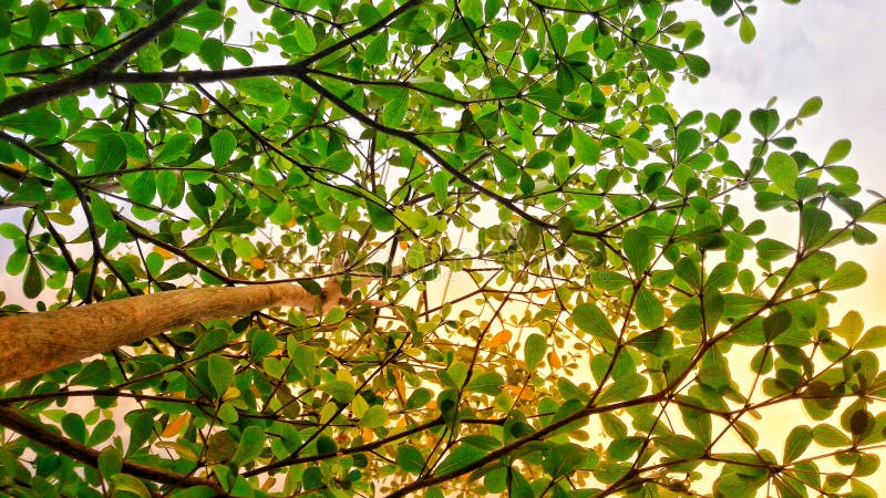 View Under the Canopy. stock image. Image of canopy - 206626025