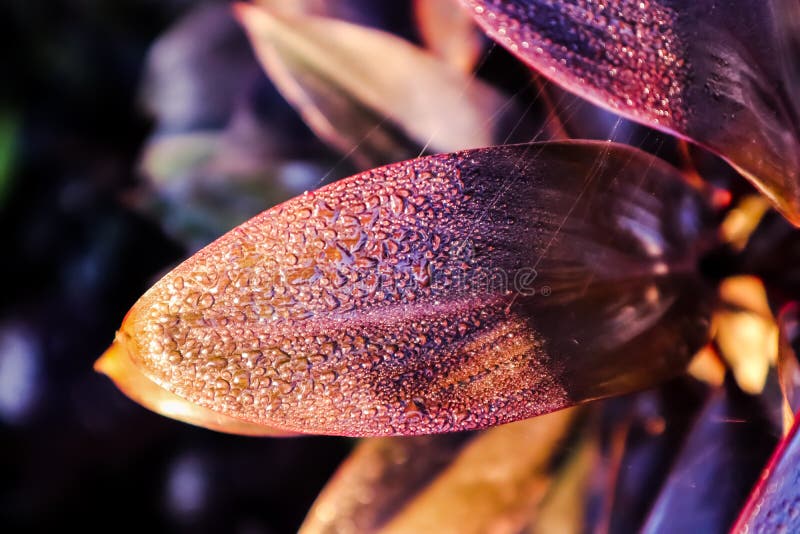 Sun Shine and Dew Drop on Purple Leaf Stock Image - Image of leaf, drop ...