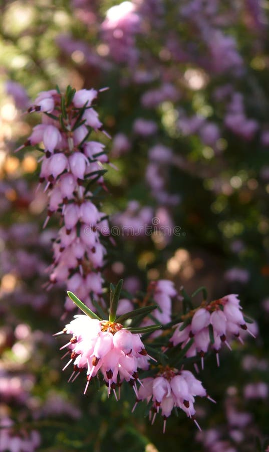 Sun Shine on Heather Flowers Stock Image - Image of small, blooming ...