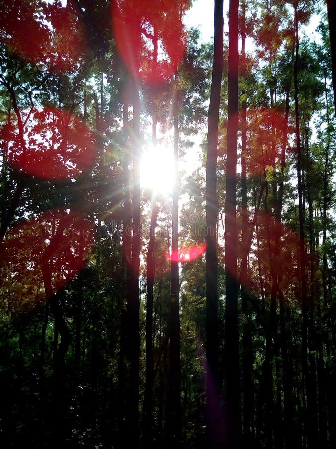 Sun Shain Stock Photos - Free & Royalty-Free Stock Photos from Dreamstime