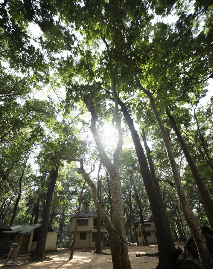 Sun shine in the trees stock photo. Image of grove, glow - 99742292