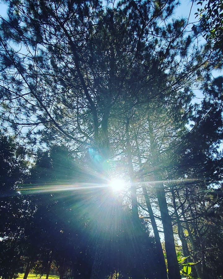 When Sun Shine Trough the Green Tree Stock Photo - Image of shine, tree ...