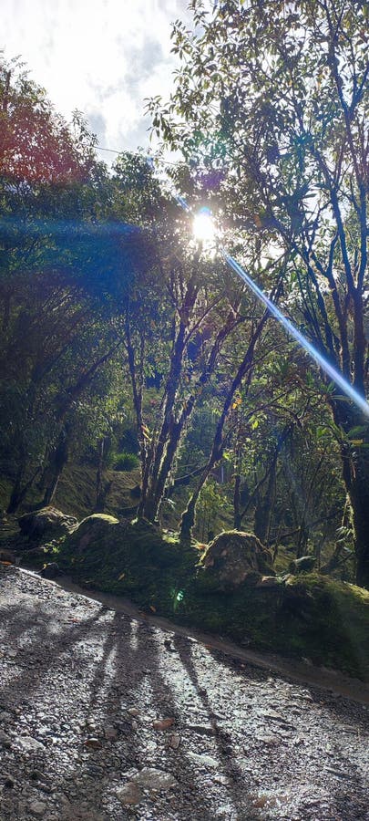 Sun Shine View in Tembapura Forest Stock Image - Image of forest, shine ...