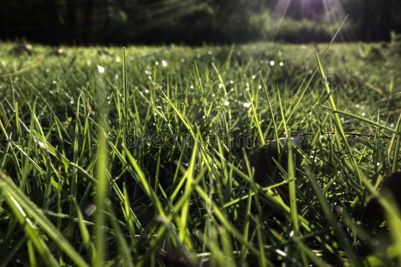 Sun shine on wet grass stock photo. Image of ecology - 45713300