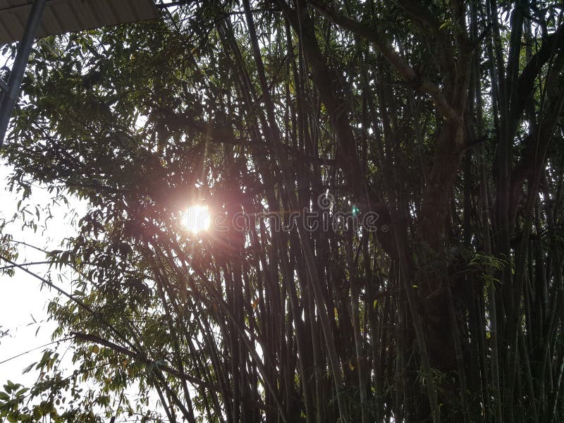 The sun shines stock image. Image of morning, shines - 243219751