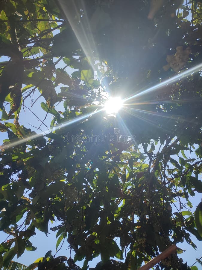 The Sun Shines Beautifully on the Water Apple Tree Stock Image - Image ...
