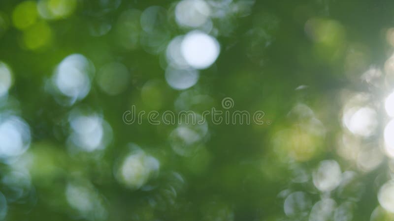 Sun Shines through Blowing on Wind Green Leaves. Abstract Green Light ...