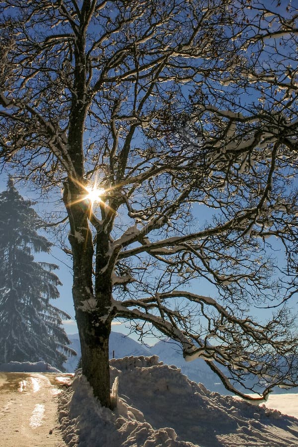 The Sun Shines through the Branches of a Deciduous Tree Covered in Snow ...