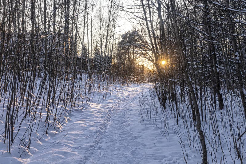 Sun Shines through the Branches and Illuminates the Winter Path Stock ...