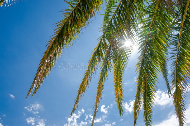 Sun Shines through Branches of Palm Tree Stock Photo - Image of ...