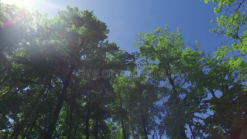 The Sun Shines through the Branches of the Trees. Spring Landscape ...