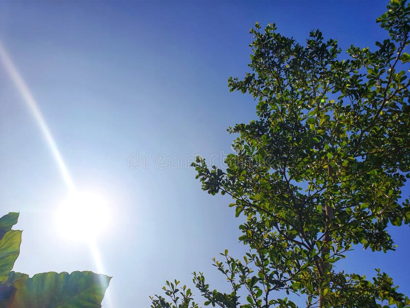 The Sun Shines Bright in the Morning Stock Image - Image of grass ...