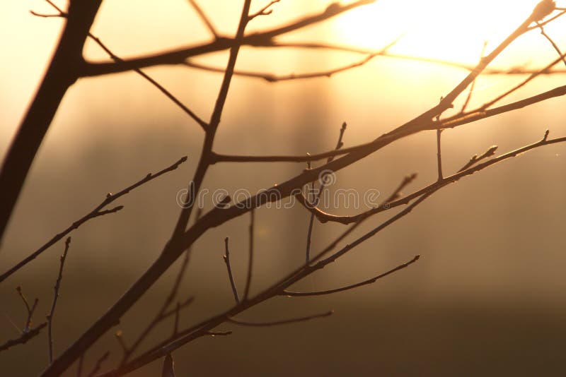 Limbs, zoom stock photo. Image of bark, boughs, skies - 118380128