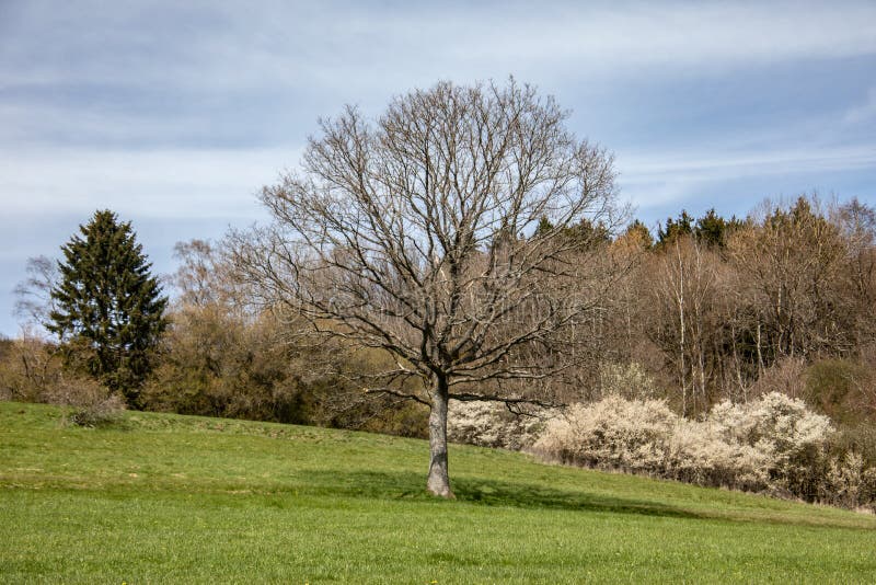 Sun Shines through Clear Tree Stock Photo - Image of environmental ...