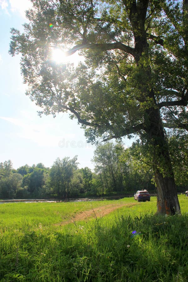 The Sun Shines through the Crown of a Large Poplar Tree Stock Photo ...