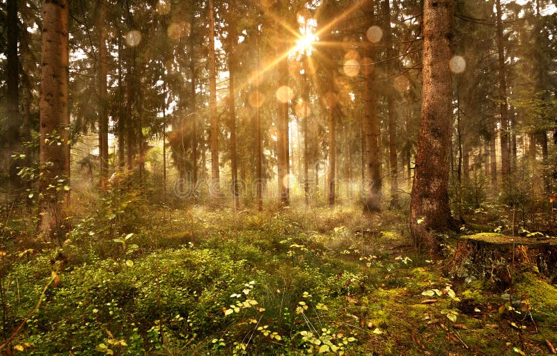 Sun shines into Forest stock image. Image of sunbeams - 168617667