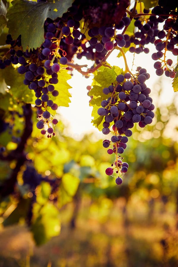 The Sun Shines through a Grapevine Stock Image - Image of vineyard ...