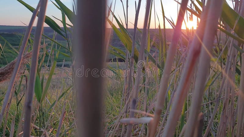 The Sun Shines through the Grass in the Field at Sunset Stock Footage ...