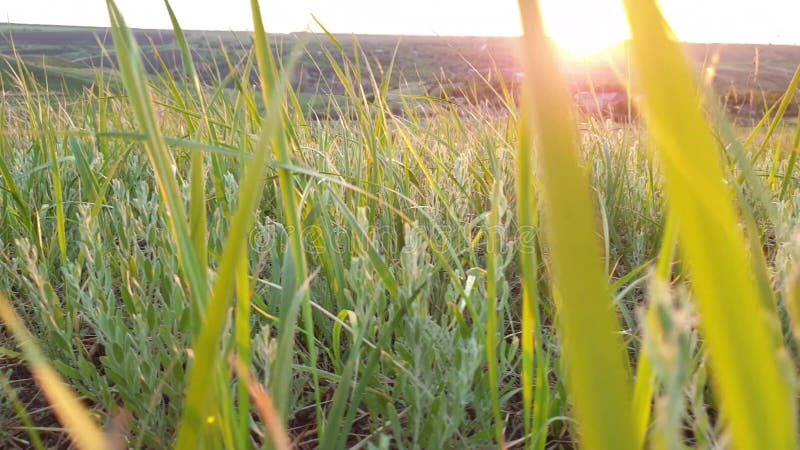 The Sun Shines through the Grass in the Field at Sunset Stock Footage ...