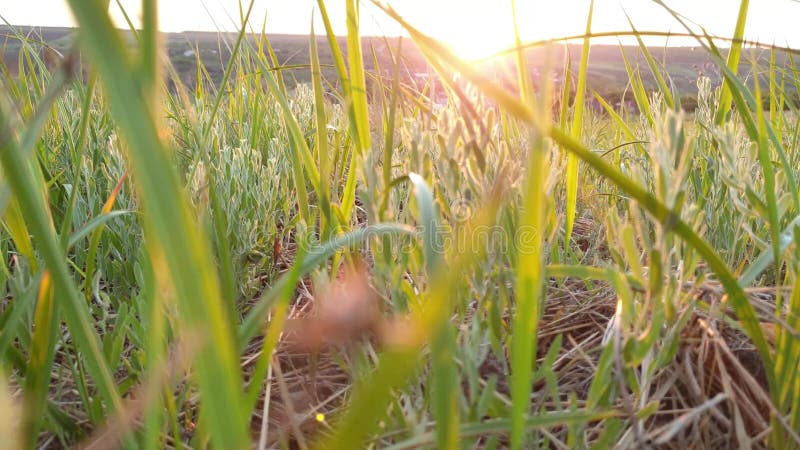 The Sun Shines through the Grass in the Field at Sunset Stock Footage ...