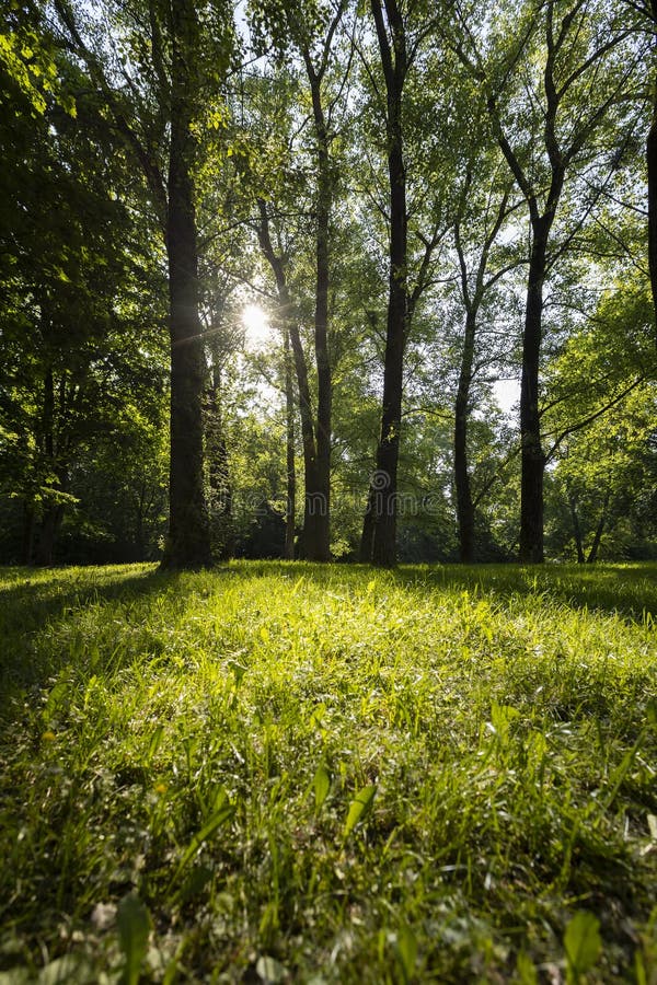 The Sun Shines through the Green Foliage of the Trees in Spring Stock ...