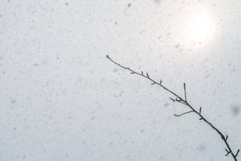 The Sun Shines through Heavy Snowfall on the Background of a Tree ...